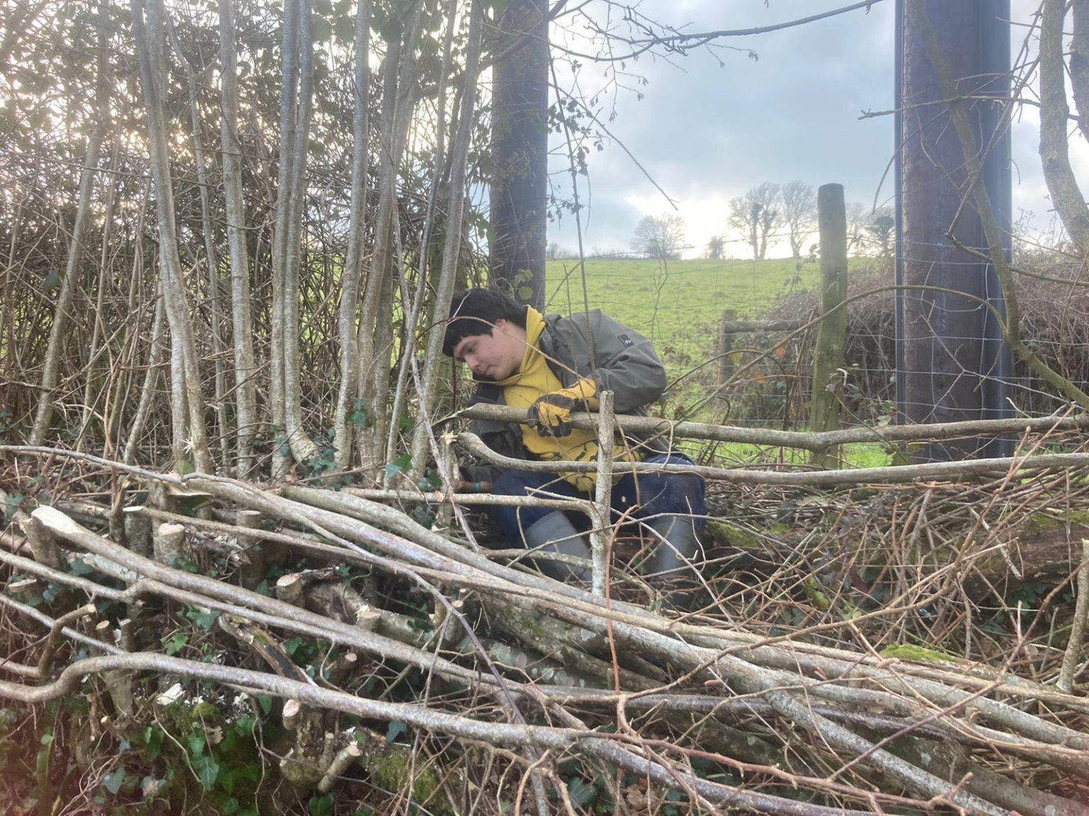 Hedge laying - a skill, tradition and ecological tool - Ambios