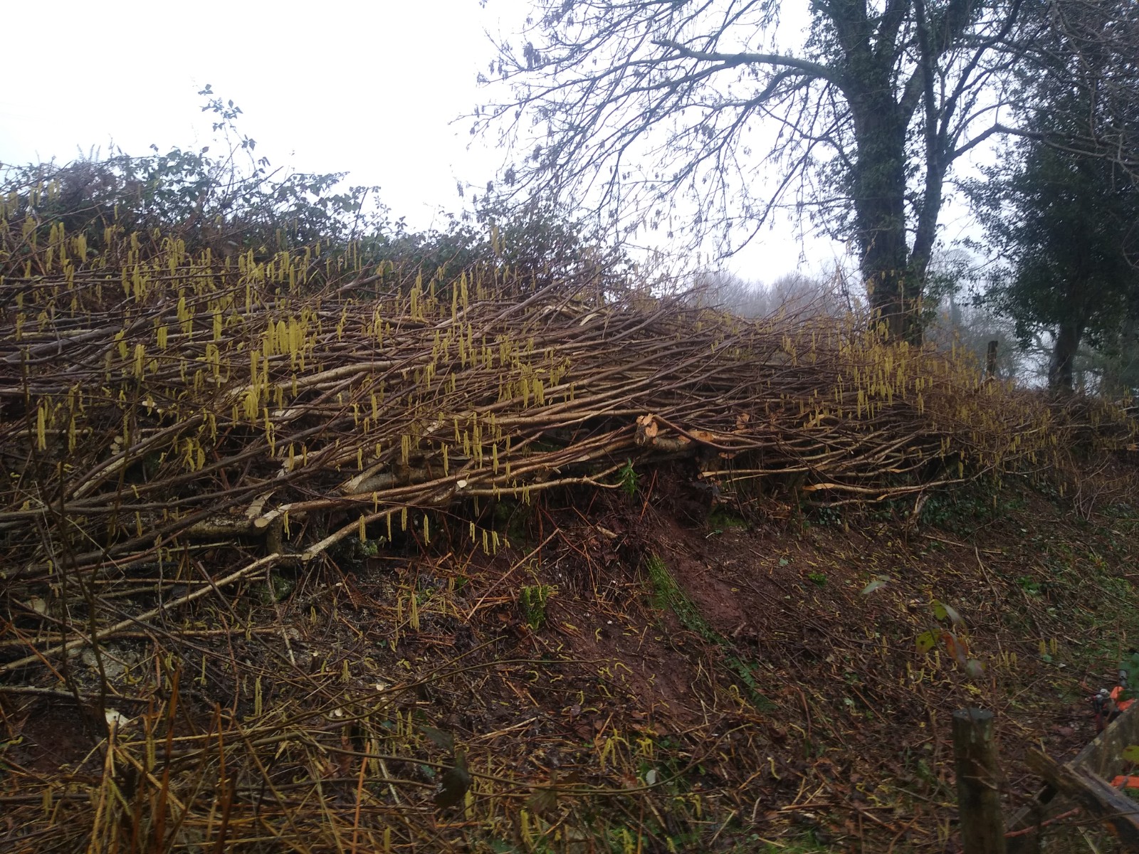 Hedge laying - a skill, tradition and ecological tool - Ambios