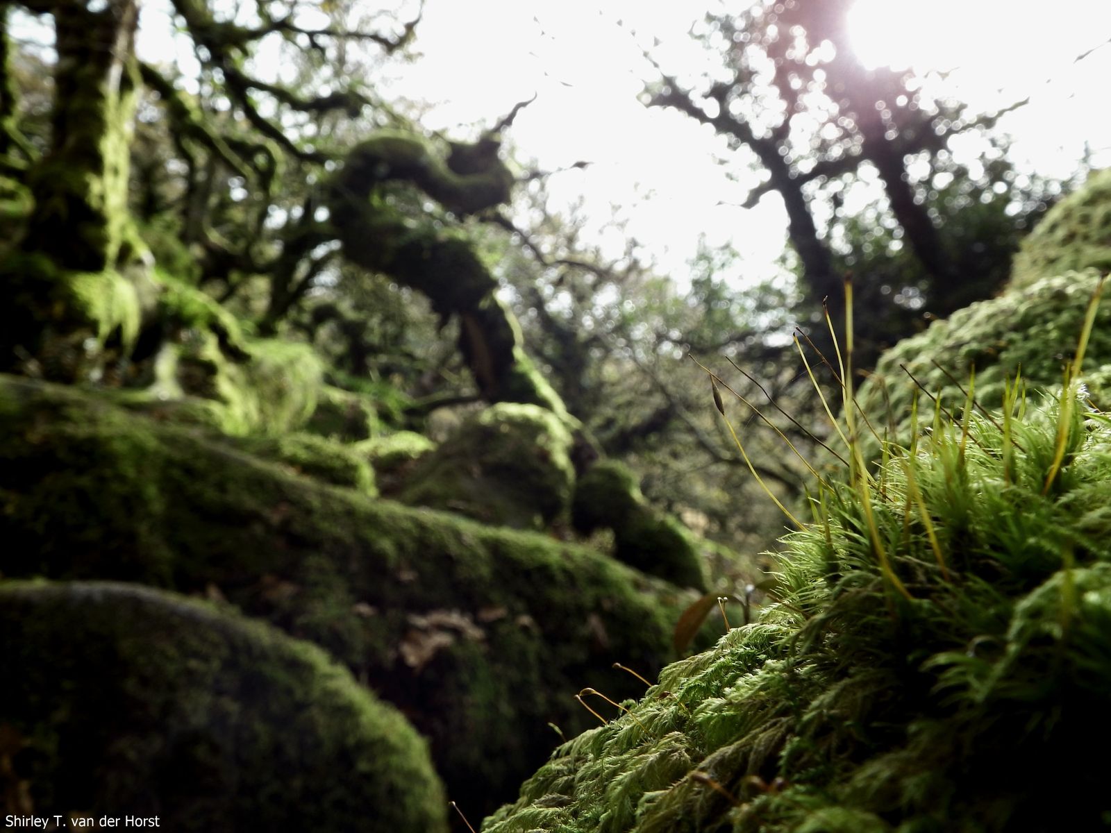 Restoring Britain's Temperate Rainforests: Insights from the Woodland ...