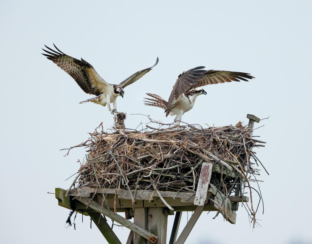 Osprey Nest OSPREY LANDS ON THE NEST, TALYBONT On USK — Usk Valley