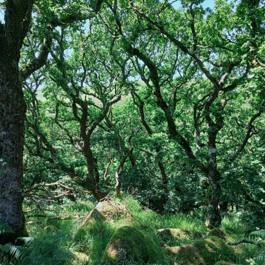 Restoring Britain's Temperate Rainforests: Insights from the Woodland ...