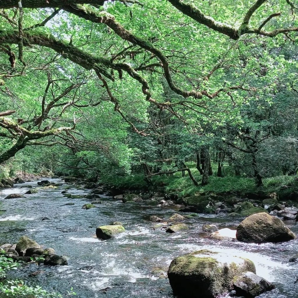 Restoring Britain's Temperate Rainforests: Insights from the Woodland ...