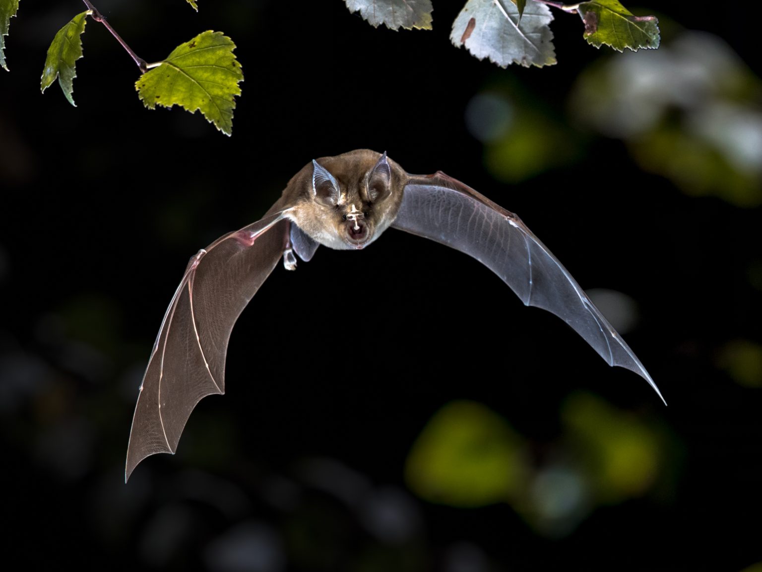 A Bevy of Bats! - Ambios